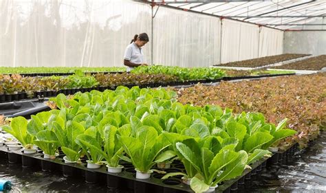 Carbon Dots Make Good Fertilizers Asian Scientist Magazine