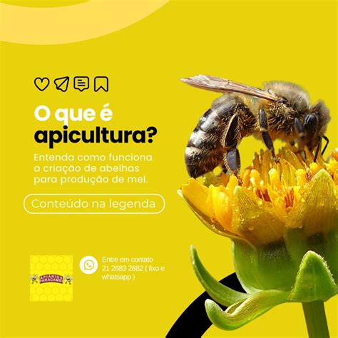 Apiários 🐝🍯 O Que é Apicultura 🐝🍯 A Apicultura é A Atividade Que Envolve A Criação E Manejo