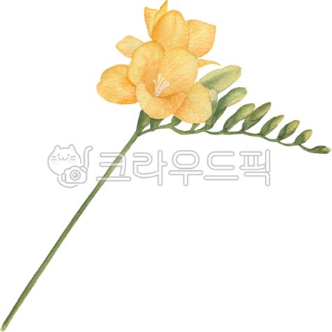 프리지아 꽃 프리지아꽃 봄꽃 노란꽃 사진이미지일러스트캘리그라피 Ncoco앤코코작가