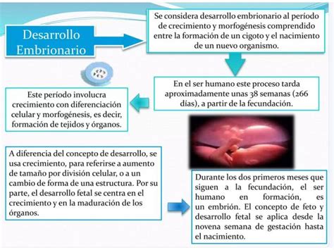 Desarrollo Embrionario Biólogos Y Genética Udocz