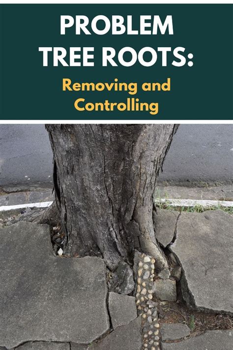 Bio Control Of An Invasive Tree Artofit