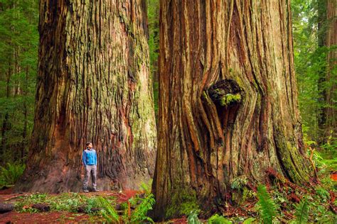 Secrets Of The Ancient Redwood Forest Touristsecrets