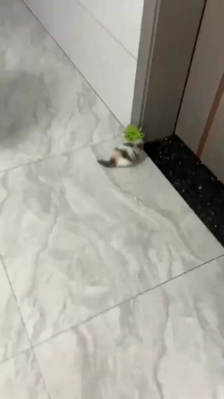 Tiny Shrek Via Everythingfox On Tumblr