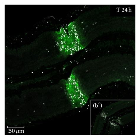 Immunostaining Of Leech Central Nervous System Cns Using Rabbit Download Scientific Diagram