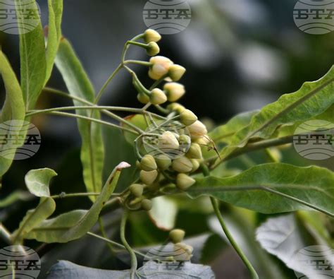 Фирмите които берат билки в Стралджанско вече ще заплащат такса Утро