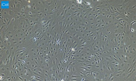 乳腺上皮细胞 原代细胞 STR细胞 细胞培养基 赛百慷生物