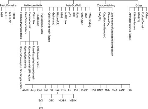 eric davidson s regulatory genome for computer science causality