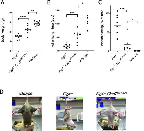 Improved Phenotypes Of Fig 4 Null Mice Carrying A Dominant Negative