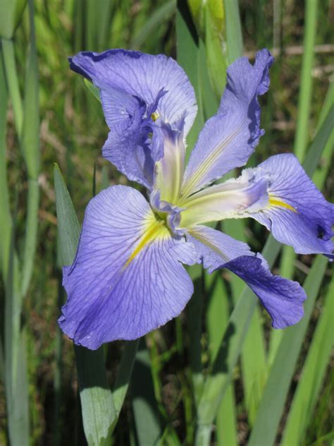 Reeds Grasses Herbs Manchac Greenway