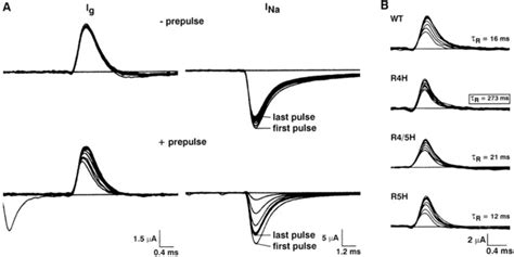 Recovery From Fast Inactivation Of Macroscopic Ionic And Gating
