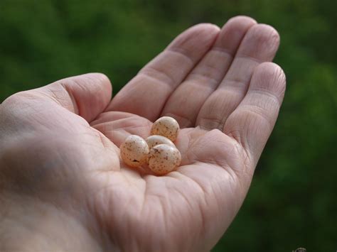 Bird Eggs Blue Tit Free Photo On Pixabay Pixabay