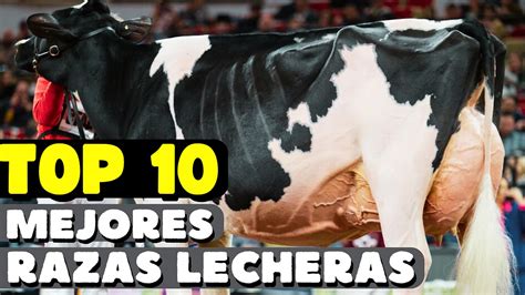 Top 10 Razas De Vacas Lecheras Que Garantizarán El Éxito En Tu Proyecto