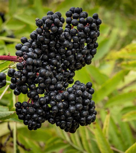 Buy Elderberry Plants Elderberry Bush For Sale