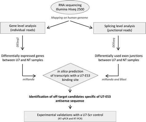 Rna Seq Analysis Of An Antisense Sequence Optimized For Exon Skipping