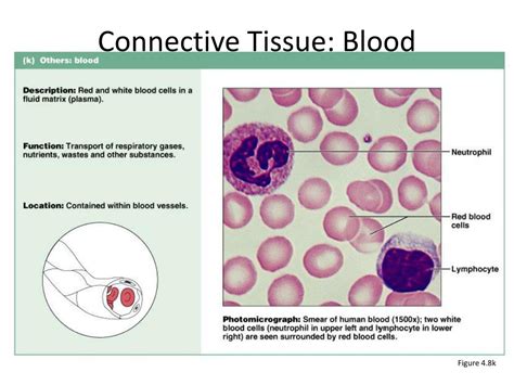 Ppt Connective Tissues Powerpoint Presentation Free Download Id
