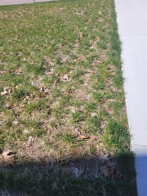 Alternatives To Grass For The Dead And Blank Patches R Lawncare