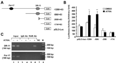 Deletion Analysis A And B And Chip Assay C Demonstrate That