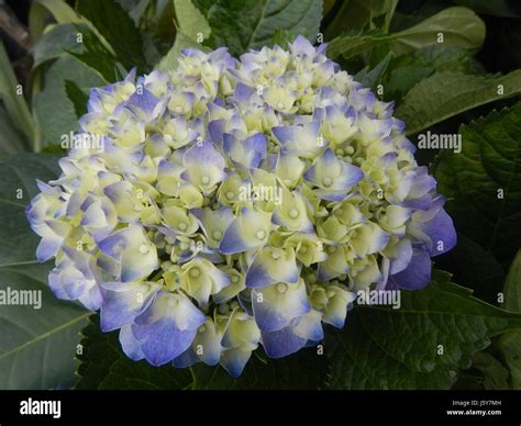 This Title Refers To Various Cultivars Of The Hydrangea Macrophylla Species In The Philippines