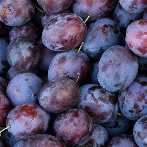 History Of Damson Plum At Katie Davis Blog