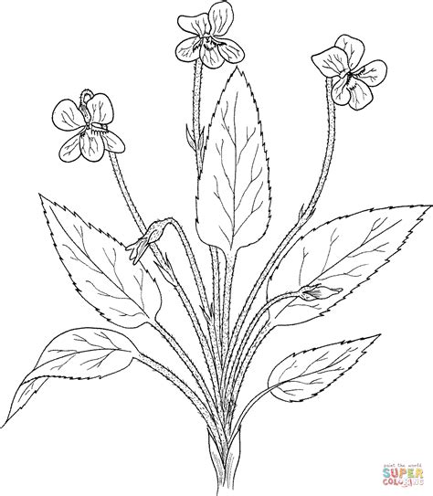 Viola Fimbriatula Or Northern Downy Violet Dibujos Para Colorear Libros Para Colorear Dibujos