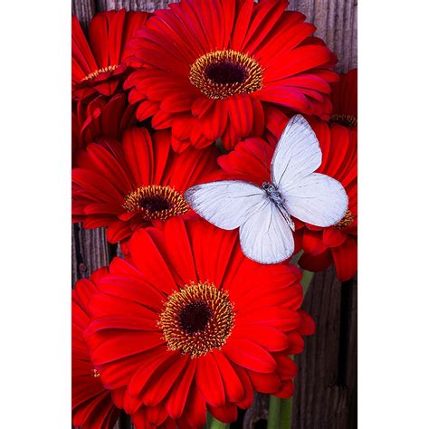 Cuadros Decorativos Pintura Al óleo Por Números Flor Para Colorear