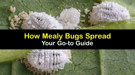 How Mealybugs Spread Stop A Mealybug Infestation Fast