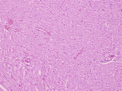 He染色 湖南慧登生物科技有限公司