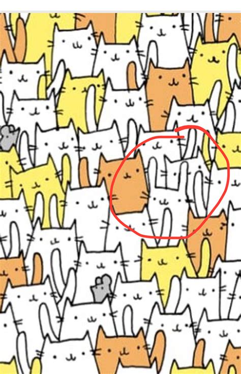 【眼力大挑战】你能在猫中，找到一只兔子吗？ 肚皮舞坛 自由蓝星