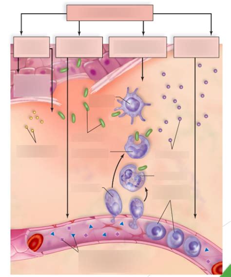 Lymphatic Response Function In Cell Diagram Quizlet