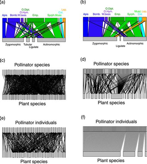 Bipartite Pollination Networks Built From Visit Surveys Nobs Right Download Scientific