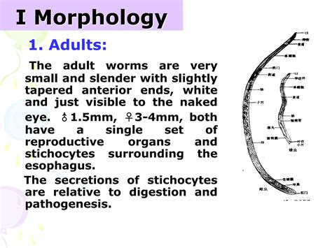 Solution Trichinella Spirallis Morphology Larva Adult Life Cycle