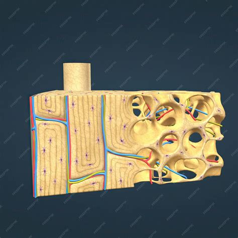 Premium Photo Long Bone Microscopic View Anatomy