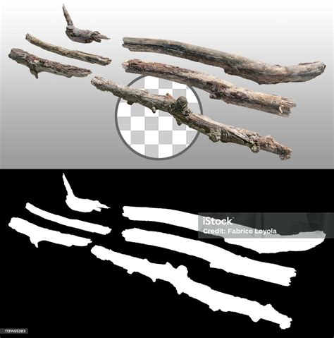 죽은 가지를 잘라 오래 된 나무 분기는 큰 정밀도의 알파 채널을 통해 투명 한 배경에 고립 전문적인 구성을 위한 고해상도 0명에 대한 스톡 사진 및 기타 이미지 Istock