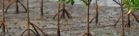 Major Step In Worldwide Application Of Nature Based Solutions And Flood Mitigation EcoShape