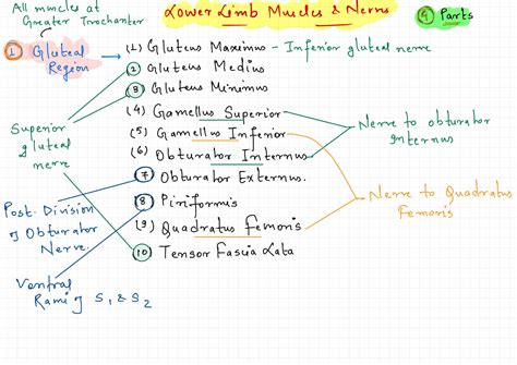 Solution Lower Limb Muscles Nerve Flow Chart Anatomy Full Notes