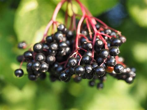Ranch Elderberry Bundle Of 2 Montana Fruit Trees