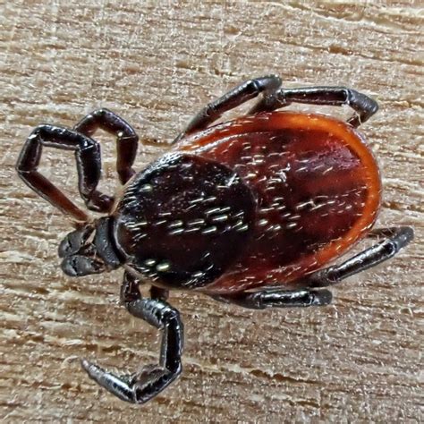 Ixodes Pacificus Western Black Legged Tick 10 000 Things Of The