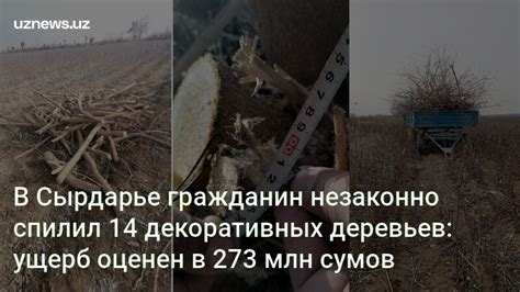 В Сырдарье гражданин незаконно спилил 14 декоративных деревьев ущерб оценен в 273 млн сумов
