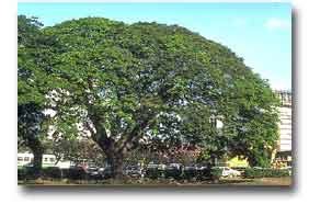 Tree Protection Preservation Management Arbor Global