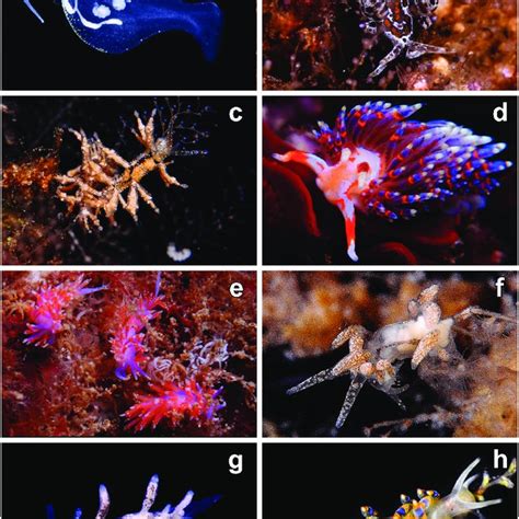 Photographs Of Live Pteropoda Species A Creseis Virgula B Download Scientific Diagram