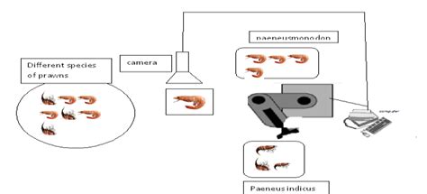 automatic classification download scientific diagram