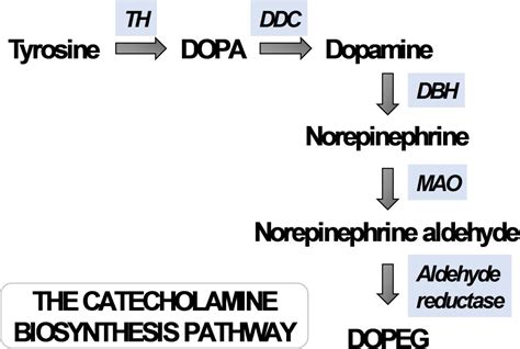 Plastic Sex Trait Modulation By Differential Gene Expression According