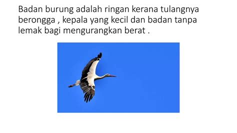 Bab 2 TING 5 Pergerakan Burung | PPTX