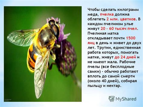 Презентация на тему: "Интересные факты из жизни животных. Чтобы сделать ...