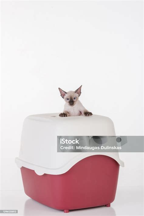 호기심 어두운 매우 젊은 피터 볼드 Sphynx 고양이 머리 아웃과 흰색 배경에 고양이 상자 0명에 대한 스톡 사진 및 기타 이미지 Istock