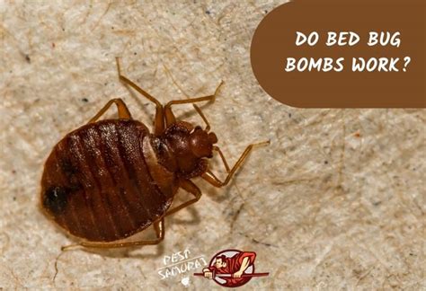 Do Bed Bug Bombs Work Understanding The Effectiveness And Risks
