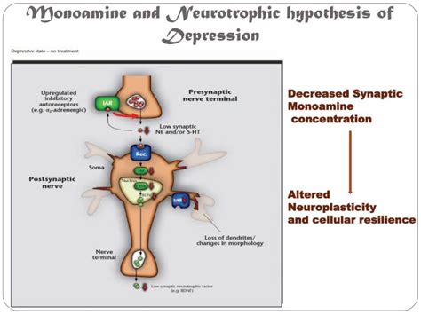 Ppt Antidepressants Pharmacodynamics Powerpoint Presentation Id