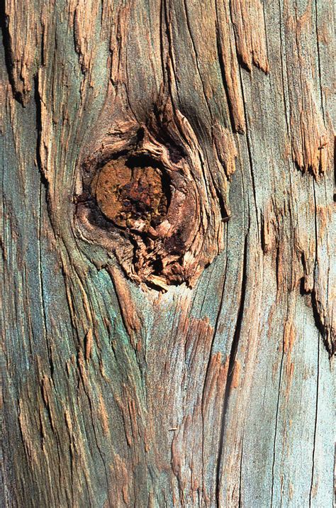 How To Paint Faux Tree Bark Artofit