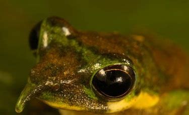 Spike Nosed Tree Frog New Pinocchio Frog Species Has A Strange