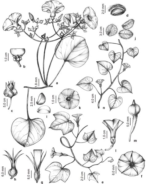 Ipomoea Diagram